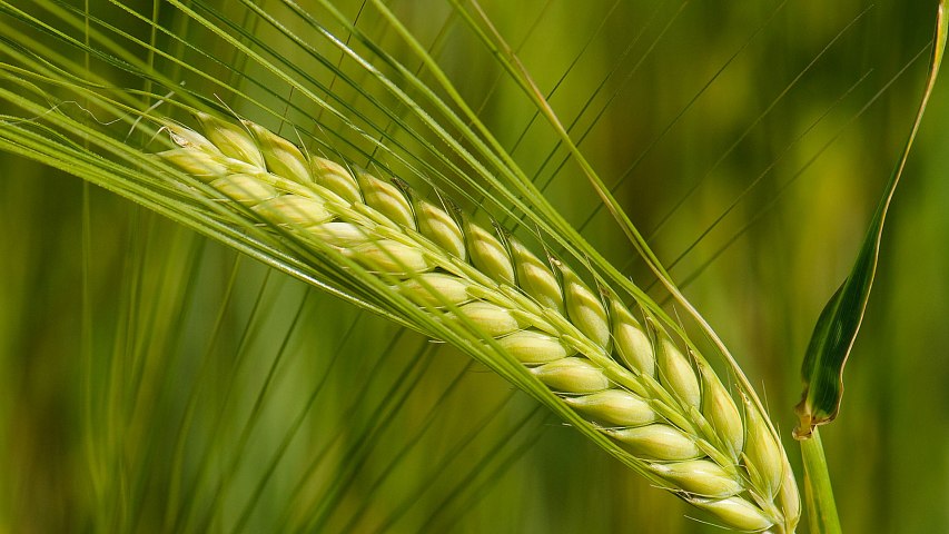 Ackerbau | Produkte | Intrachem Bio