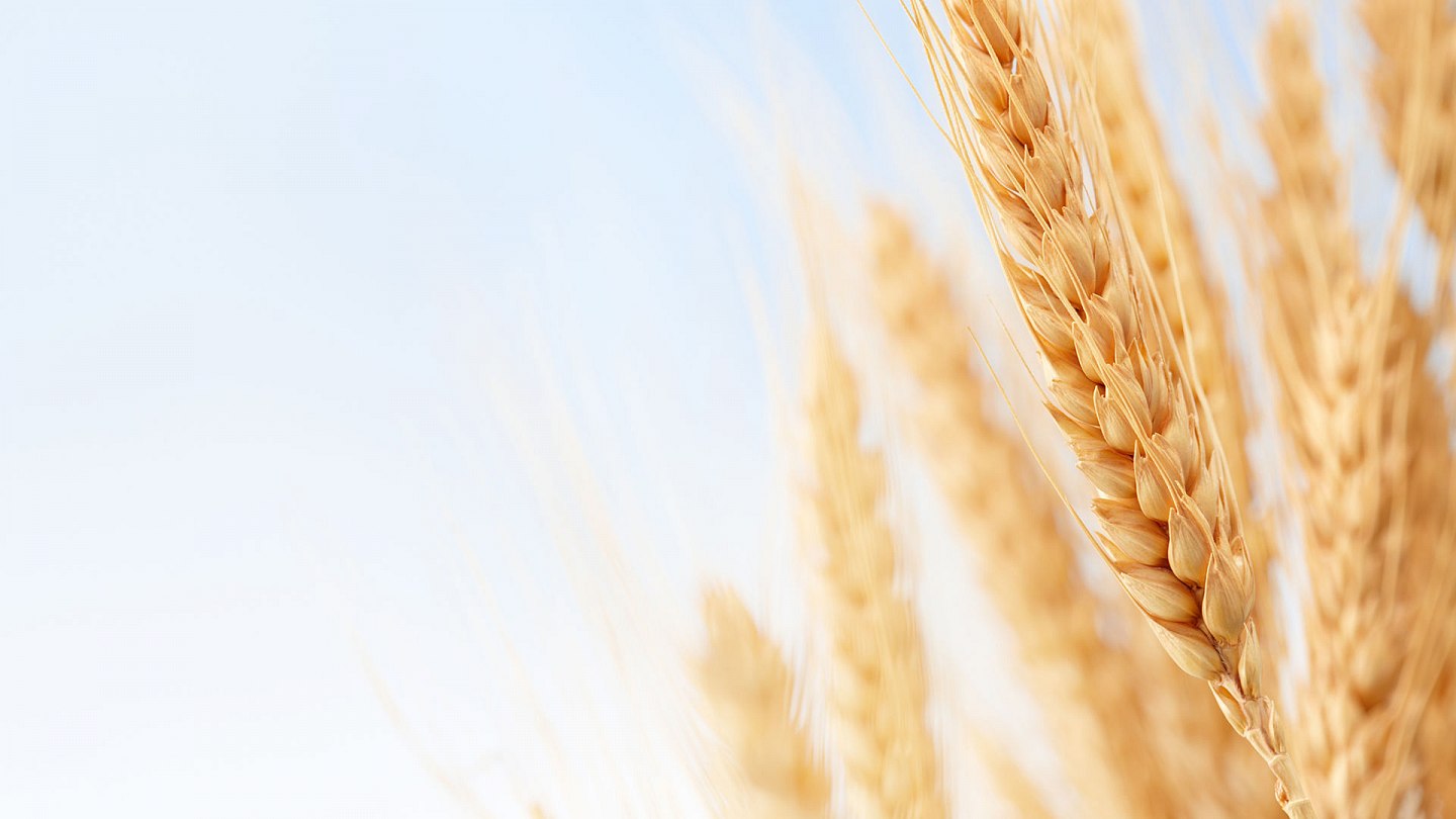 Cerall® | Produkte | Intrachem Bio